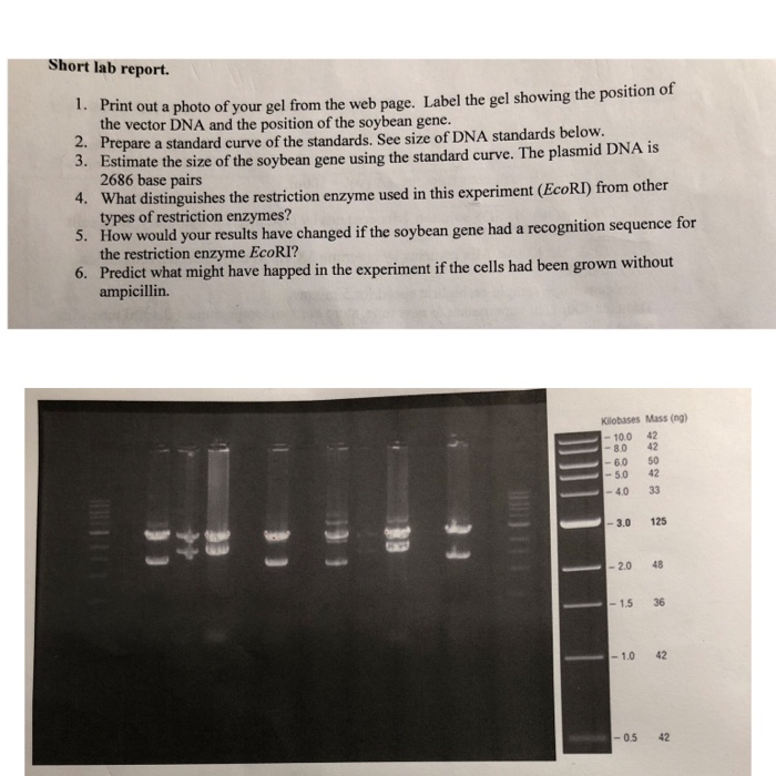 Short lab report. rint out a photo of your gel from | Chegg.com