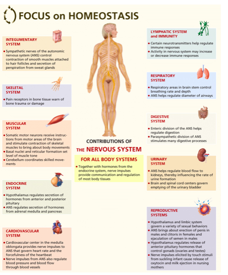 Solved Please write an example of homeostasis for each | Chegg.com