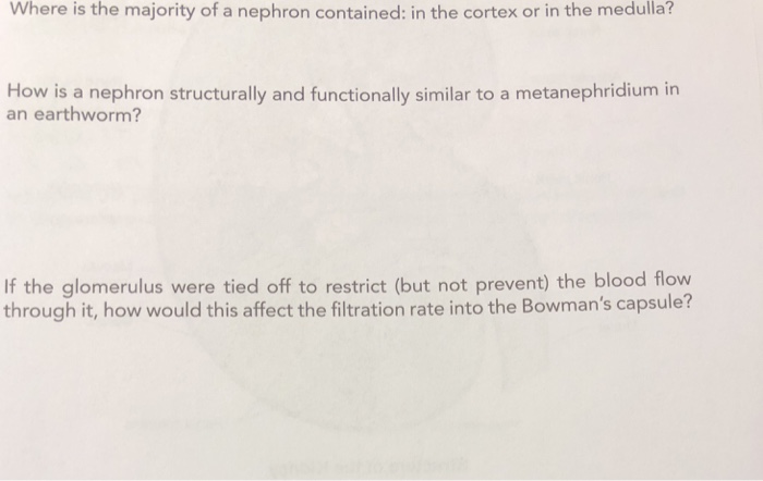 Solved Where is the majority of a nephron contained: in the | Chegg.com