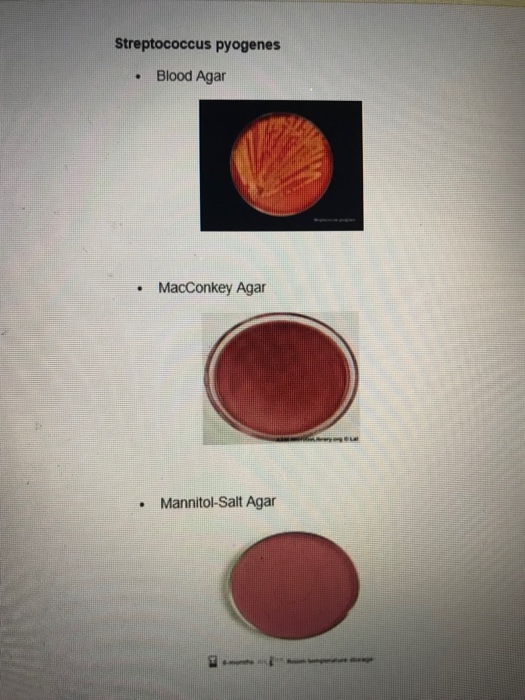 Solved Observe the following organisms growing on blood | Chegg.com