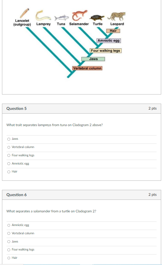 Solved Here is another cladogram. Use it to answer the | Chegg.com