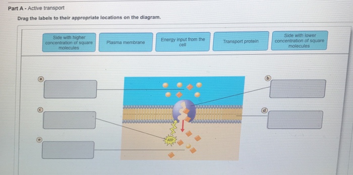 Solved Part A-Active transport Drag the labels to their | Chegg.com