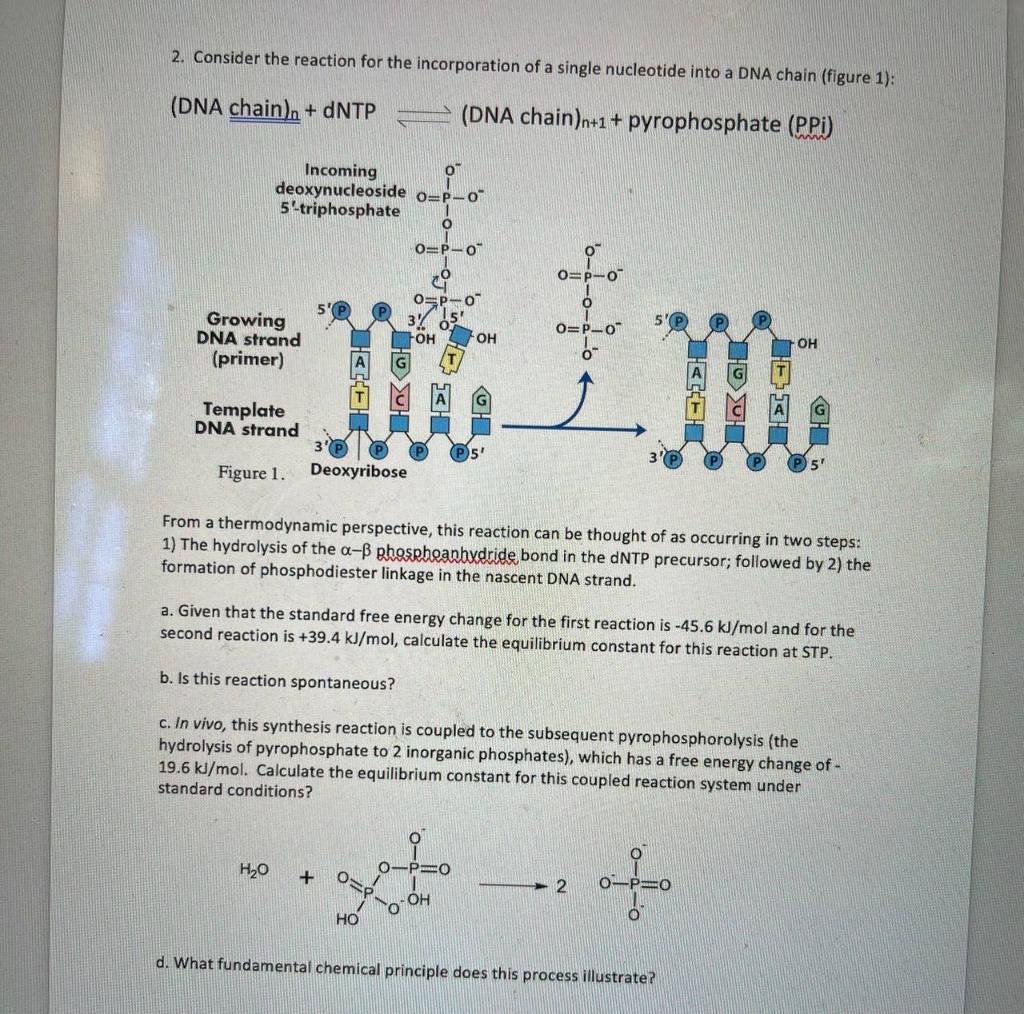 Solved 2. Consider the reaction for the incorporation of a | Chegg.com