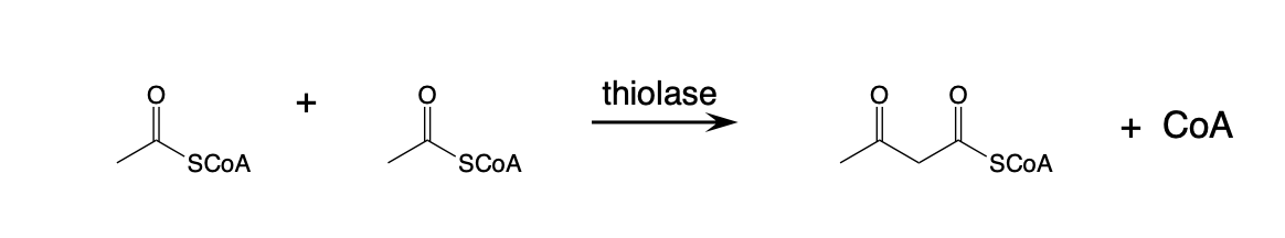 Solved HMGS H3C OH O + + COA SCOA SCOA SCOA thiolase + li | Chegg.com