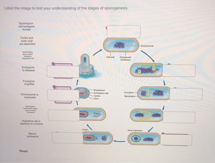Solved Label the image to test your understanding of the | Chegg.com