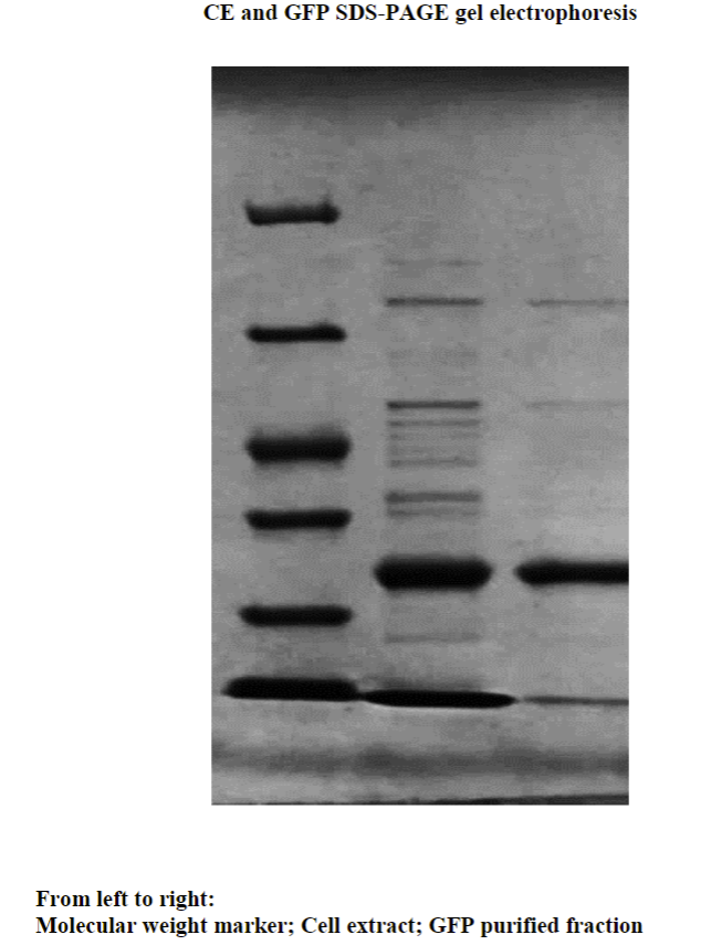 nalysis of the gel: Using the picture of the gel | Chegg.com