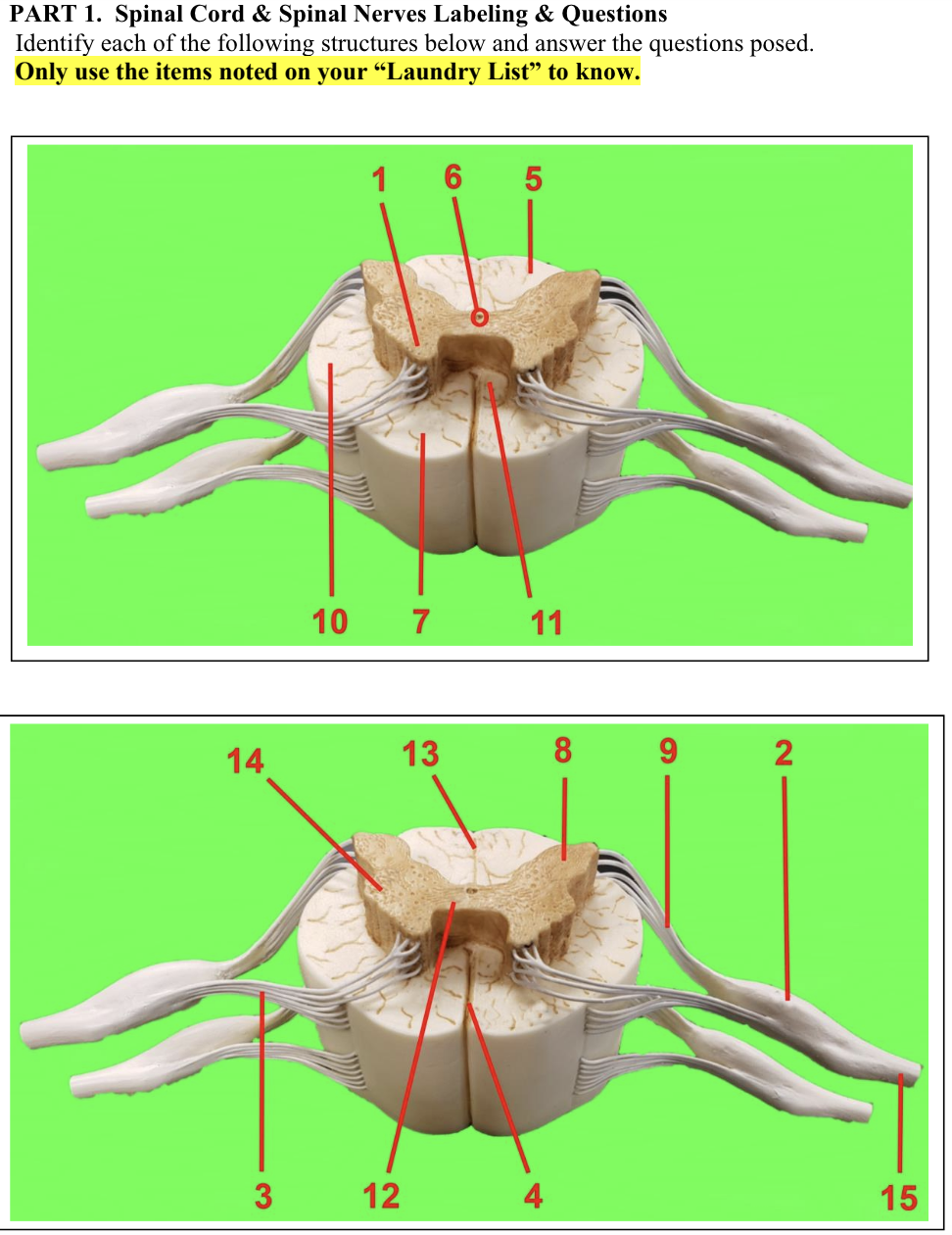 Solved PART 1. ﻿Spinal Cord & Spinal Nerves Labeling & | Chegg.com