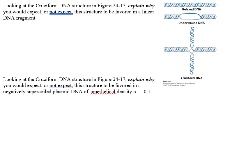 Solved Looking at the Cruciform DNA structure in Figure | Chegg.com