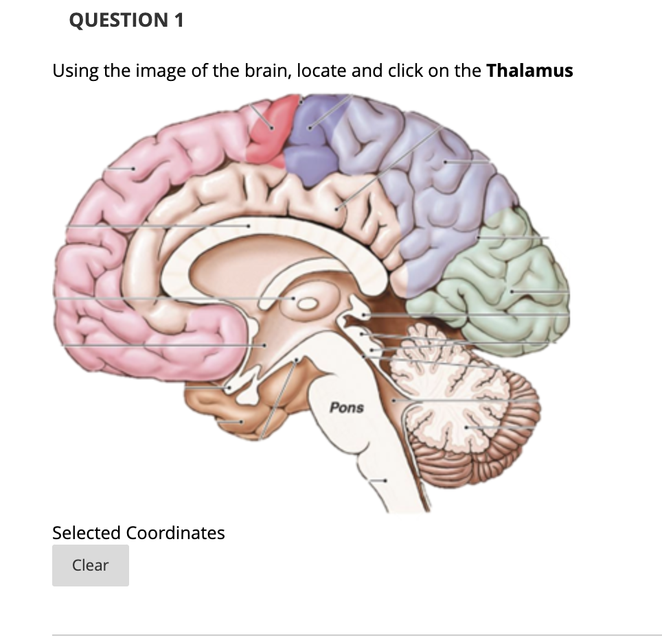 Solved Using the image of the brain, locate and click on the | Chegg.com