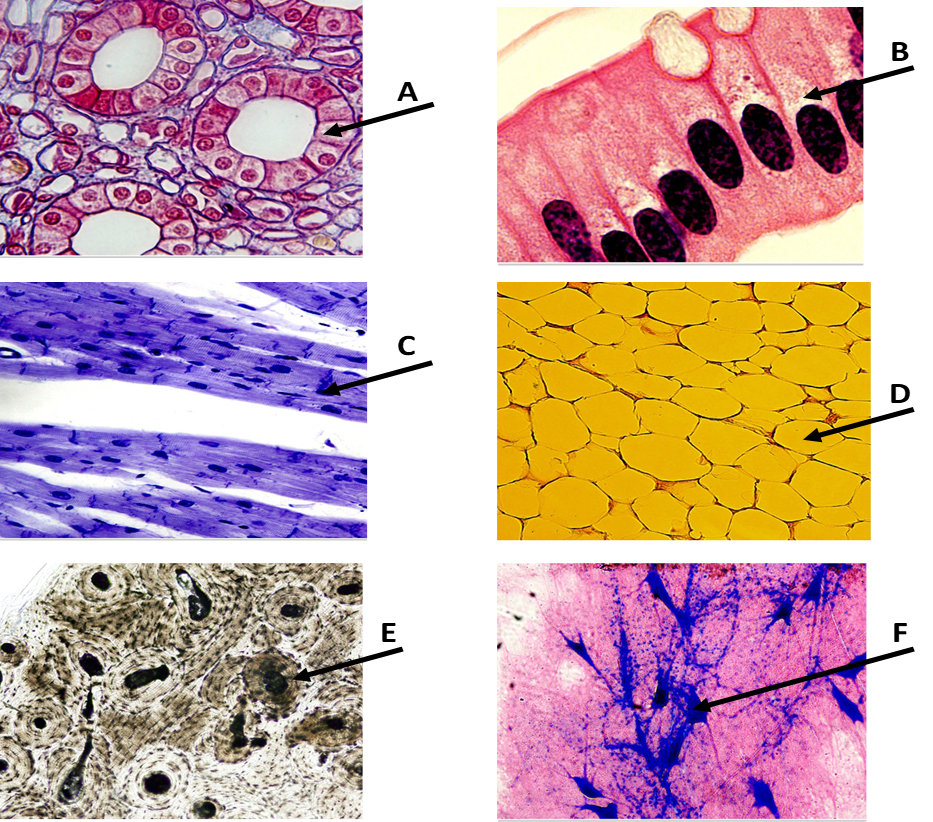 Solved IDENTIFY THE TISSUES | Chegg.com Solved IDENTIFY THE TISSUES | Chegg.com
