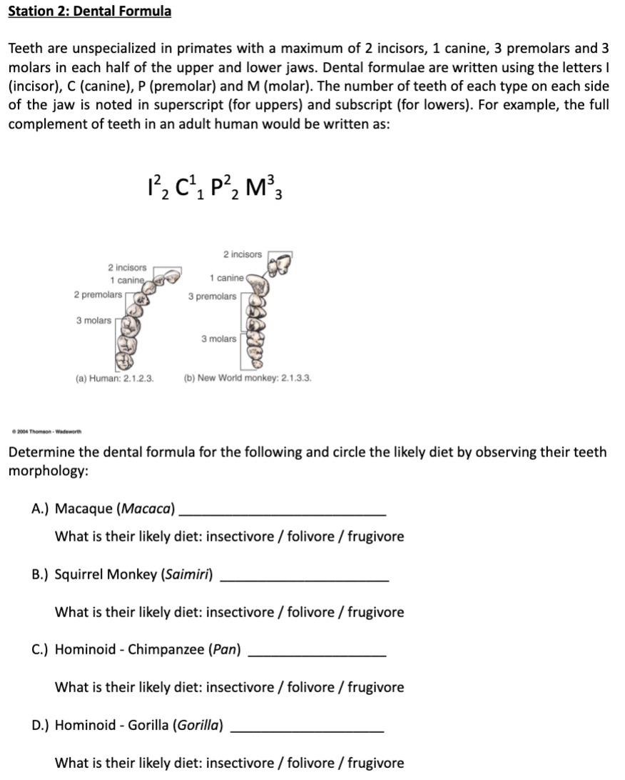 Solved Station 2: Dental Formula Teeth are unspecialized in | Chegg.com