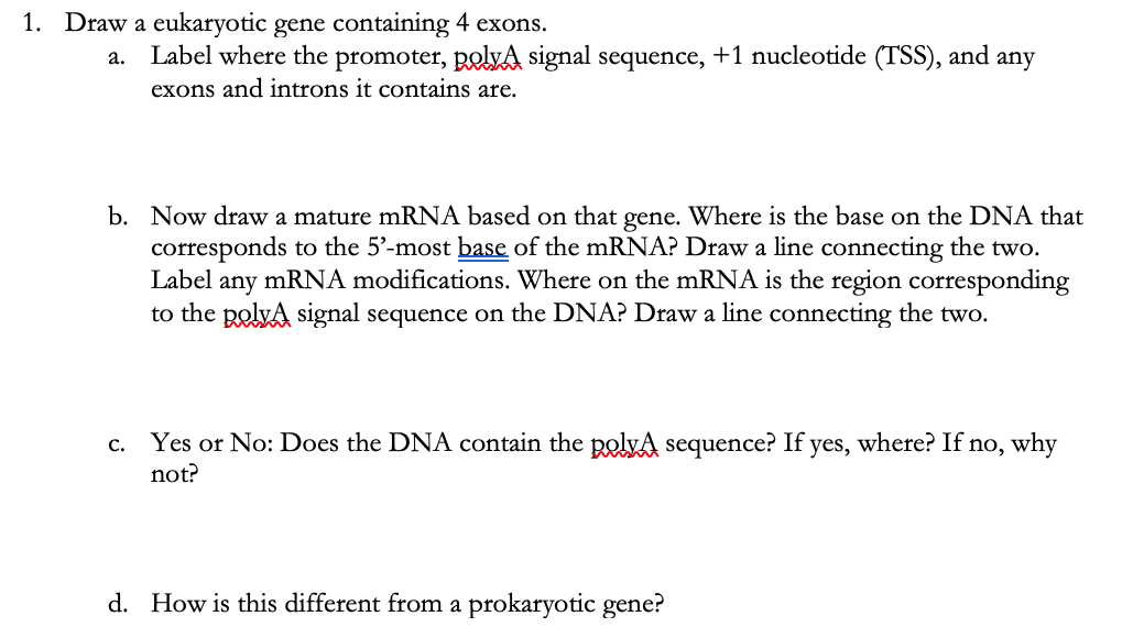 Solved Draw a eukaryotic gene containing 4 exons. a. Label | Chegg.com