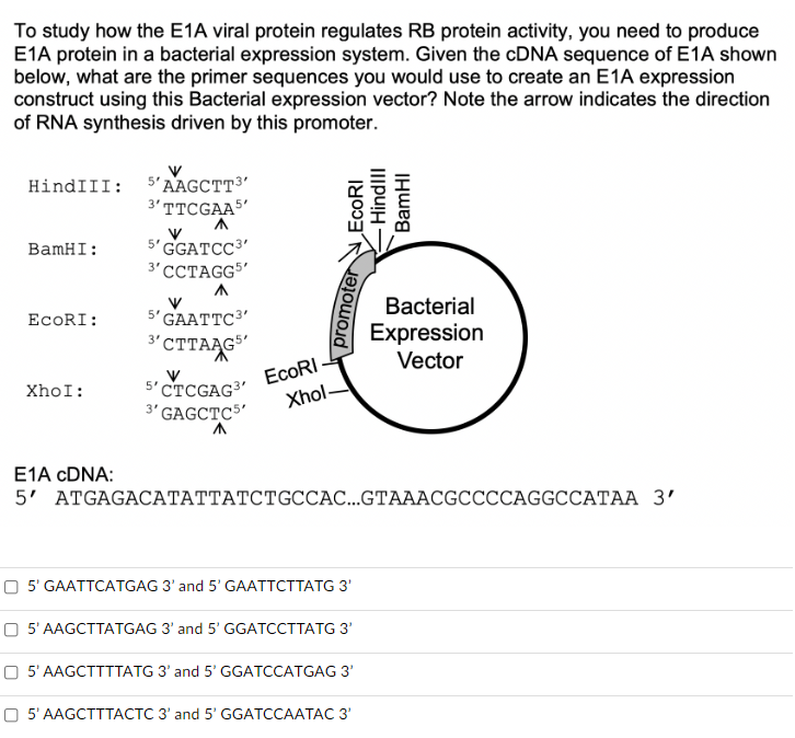 Solved To study how the E1A viral protein regulates RB | Chegg.com