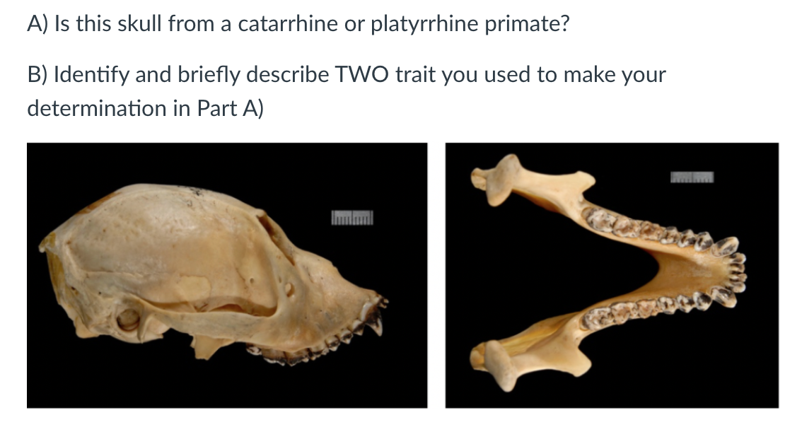 Solved A) Is this skull from a catarrhine or platyrrhine | Chegg.com