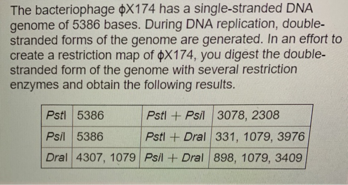 Solved The bacteriophage px 174 has a single-stranded DNA | Chegg.com