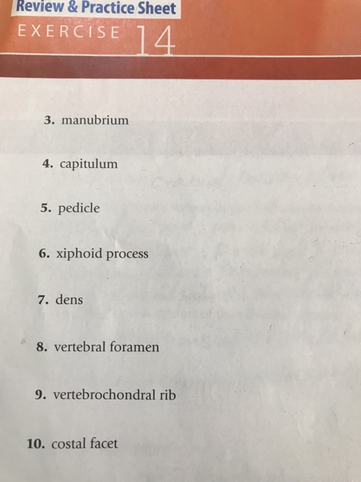 Solved Review &Practice Sheet EXERCISE 1 3. manubrium 4. | Chegg.com