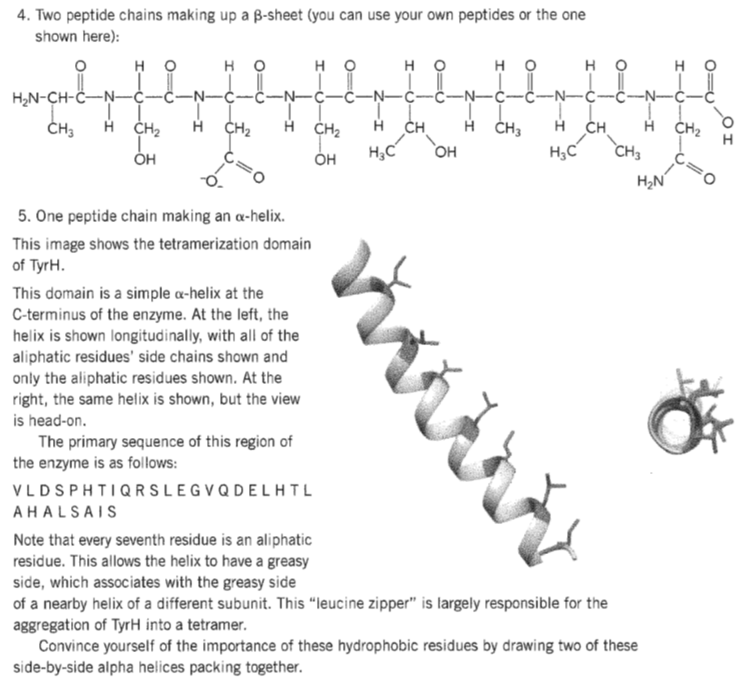Solved 4. Two peptide chains making up a β-sheet (you can | Chegg.com