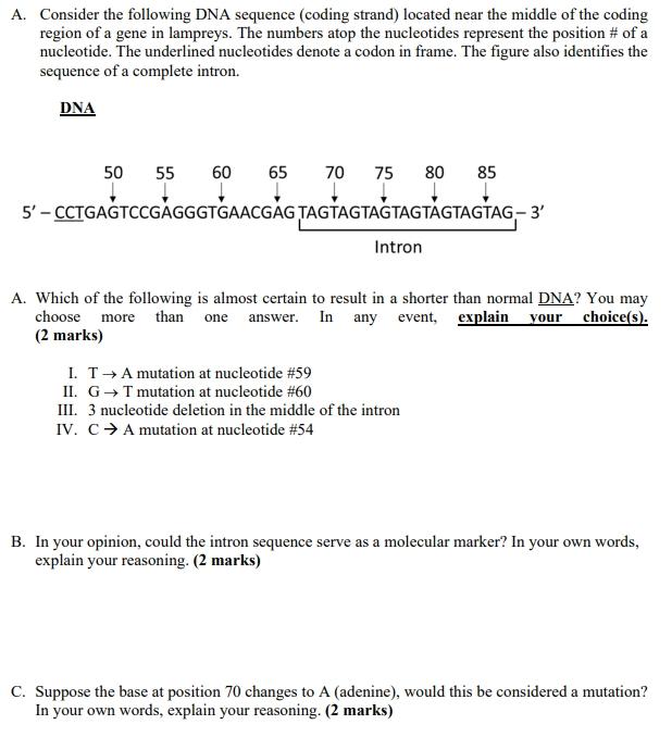 Solved A Consider The Following Dna Sequence Coding 