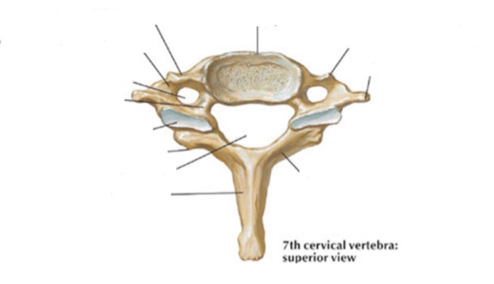 Vertebra Prominens