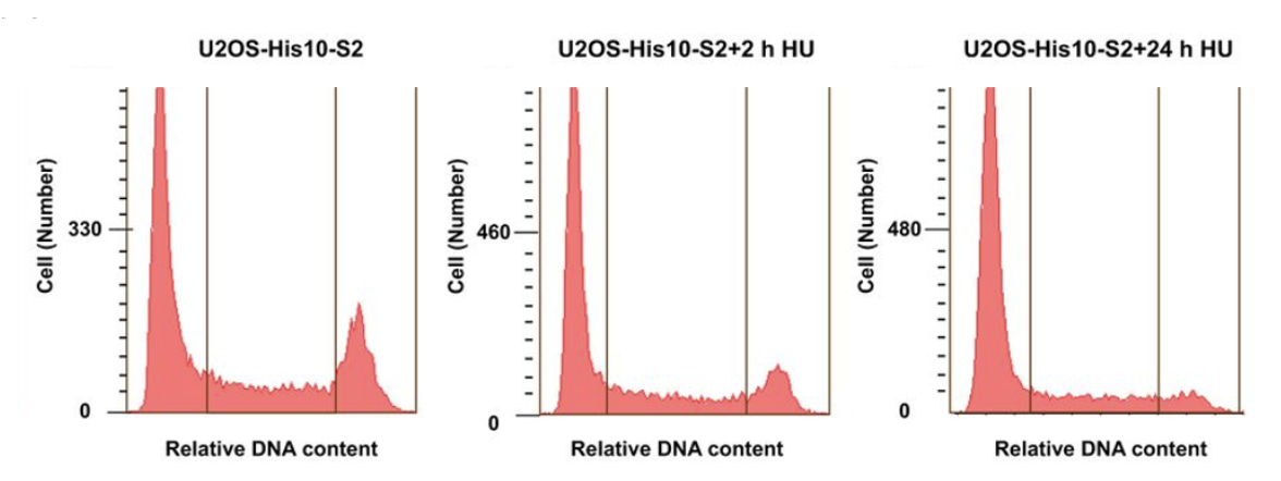 Solved You are studying the role of an investigational | Chegg.com
