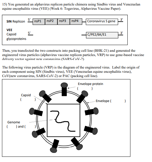 Solved 15) You generated an alphavirus replicon particle | Chegg.com