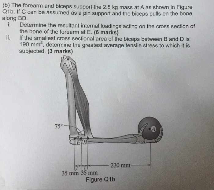Solved (b) The forearm and biceps support the 2.5 kg mass at | Chegg.com