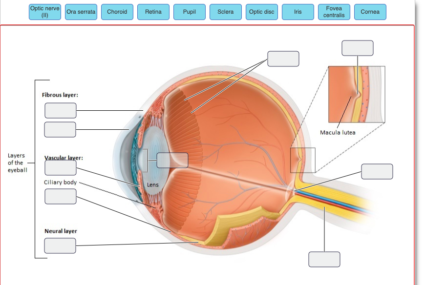 Solved Optic nerve (11) Ora serrata Choroid Retina Pupil | Chegg.com