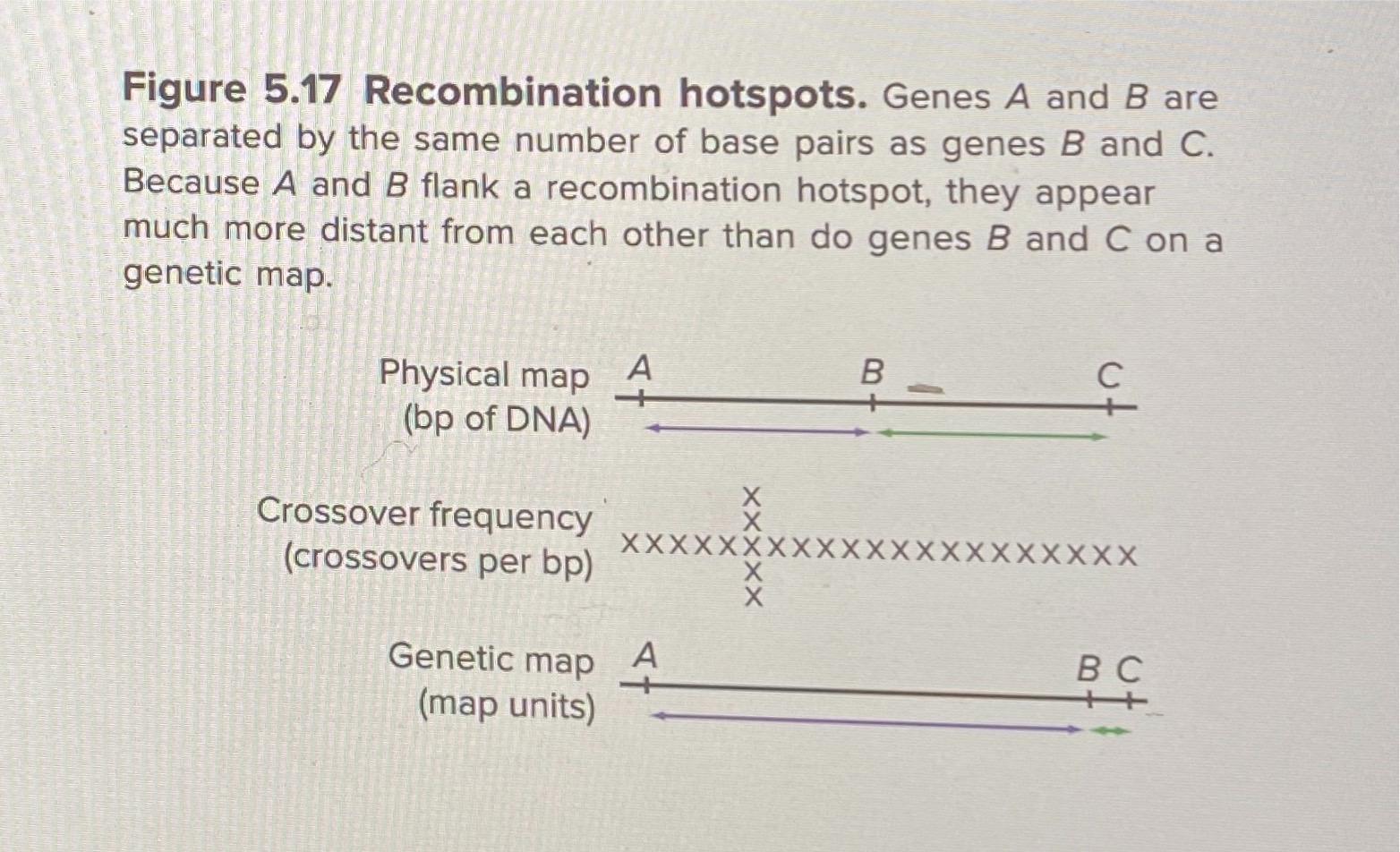 Figure 5.17 Recombination hotspots. Genes A and B are | Chegg.com