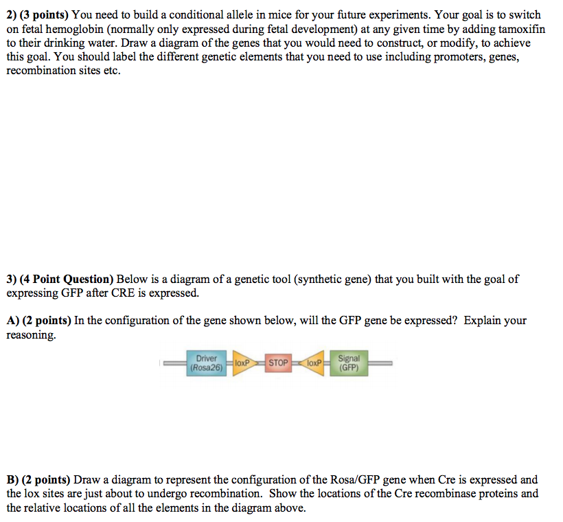 Solved 2) (3 points) You need to build a conditional allele | Chegg.com