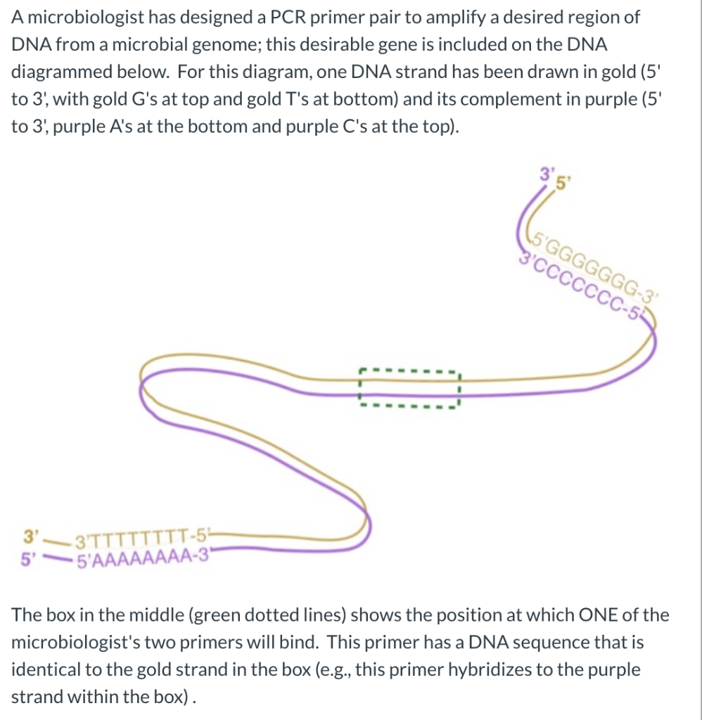 A microbiologist has designed a PCR primer pair to | Chegg.com