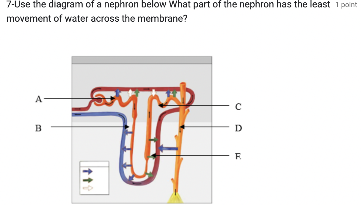 Solved 7-Use the diagram of a nephron below What part of the | Chegg.com