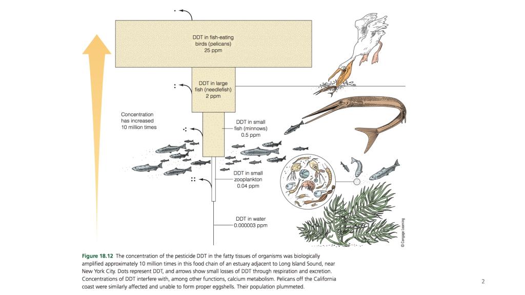 Estuary Food Web Diagram Solved 28. This Figure Shows The Problem With