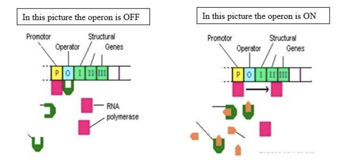 Solved What is the difference between repression and | Chegg.com