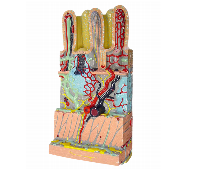 Solved USER Model of the Histology of the Small Intestine | Chegg.com