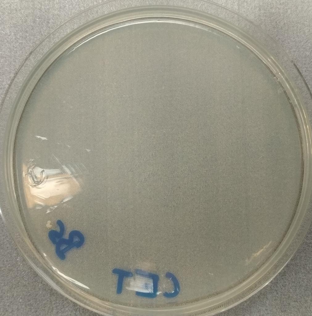 Solved Describe the appearance of Bacillus subtilis on the | Chegg.com