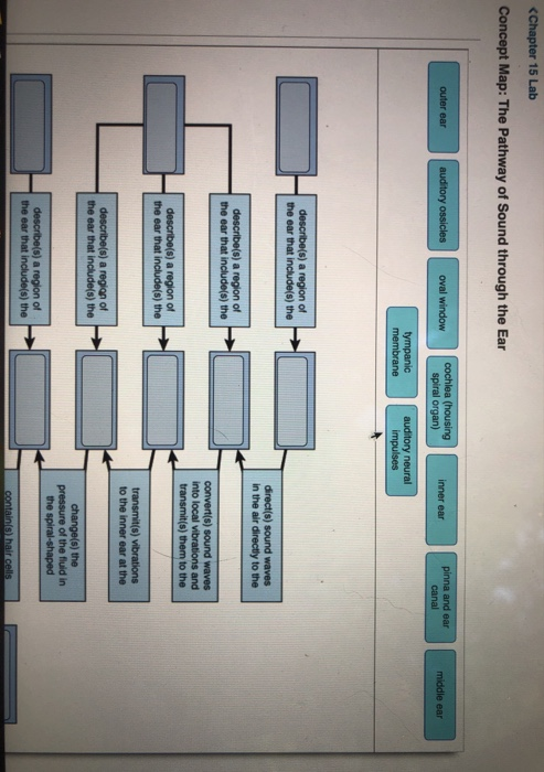 Solved 15 Lab Concept Map: The Pathway of Sound through the | Chegg.com