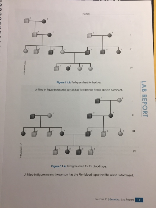 Solved EXERCISE 11: LAB REPORT Genetics Name: Date: 1. In | Chegg.com