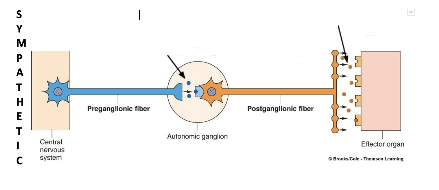 Solved S Y M P A T H E Preganglionic fiber Postganglionic | Chegg.com