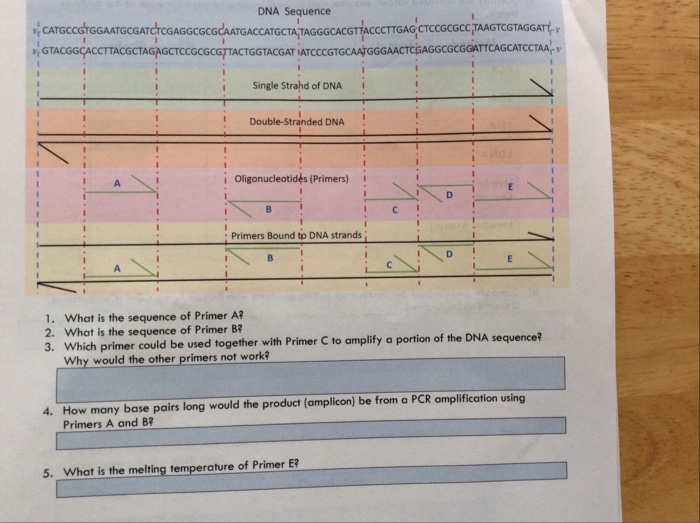 Solved DNA Sequence | Chegg.com