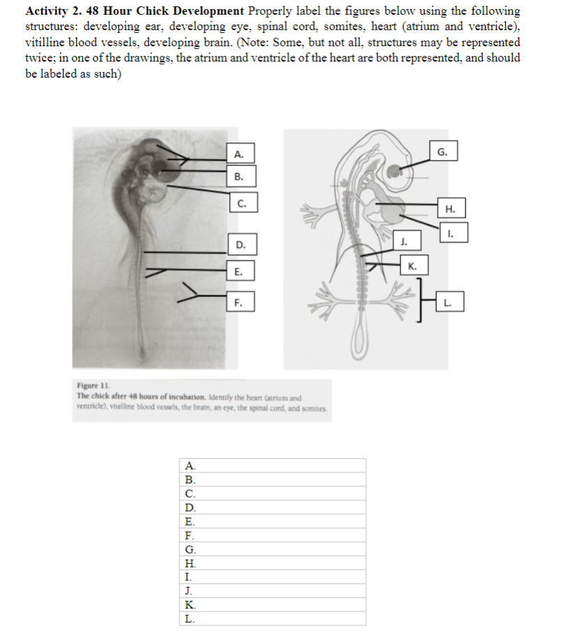 Starfish Embryology Activity 1. Starfish Development | Chegg.com