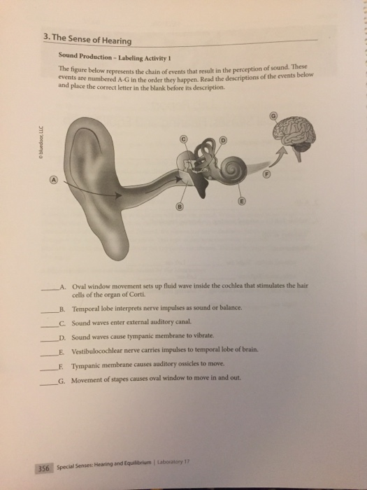 Solved 3. The Sense of Hearing Sound Production - Labeling | Chegg.com
