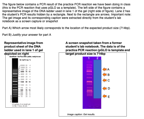 Solved The figure below contains a PCR result of the | Chegg.com
