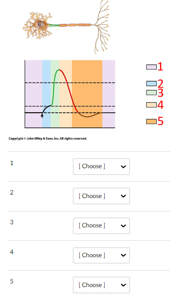 Solved Match the numbered block to the correct phase of the | Chegg.com