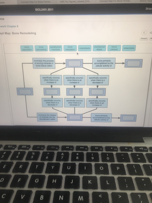 Solved I need help with my concept map for bone remodeling ? | Chegg.com