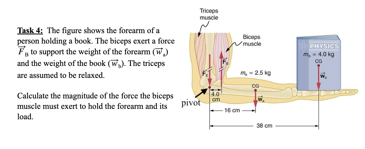 Solved Task 4: The figure shows the forearm of a person | Chegg.com