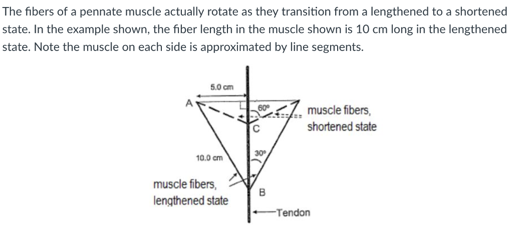 Pennate Muscle