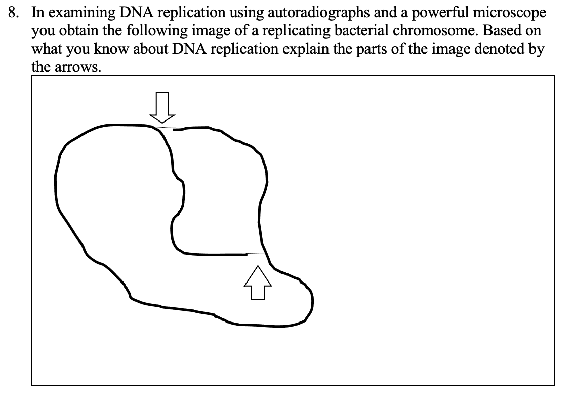 Solved 8. In examining DNA replication using autoradiographs | Chegg.com
