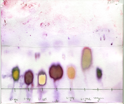 Solved This is an Amino Acid Paper Chromatography (stained | Chegg.com