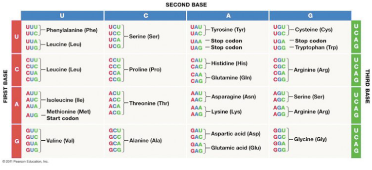 Solved Question: Use the codon translation table on the | Chegg.com