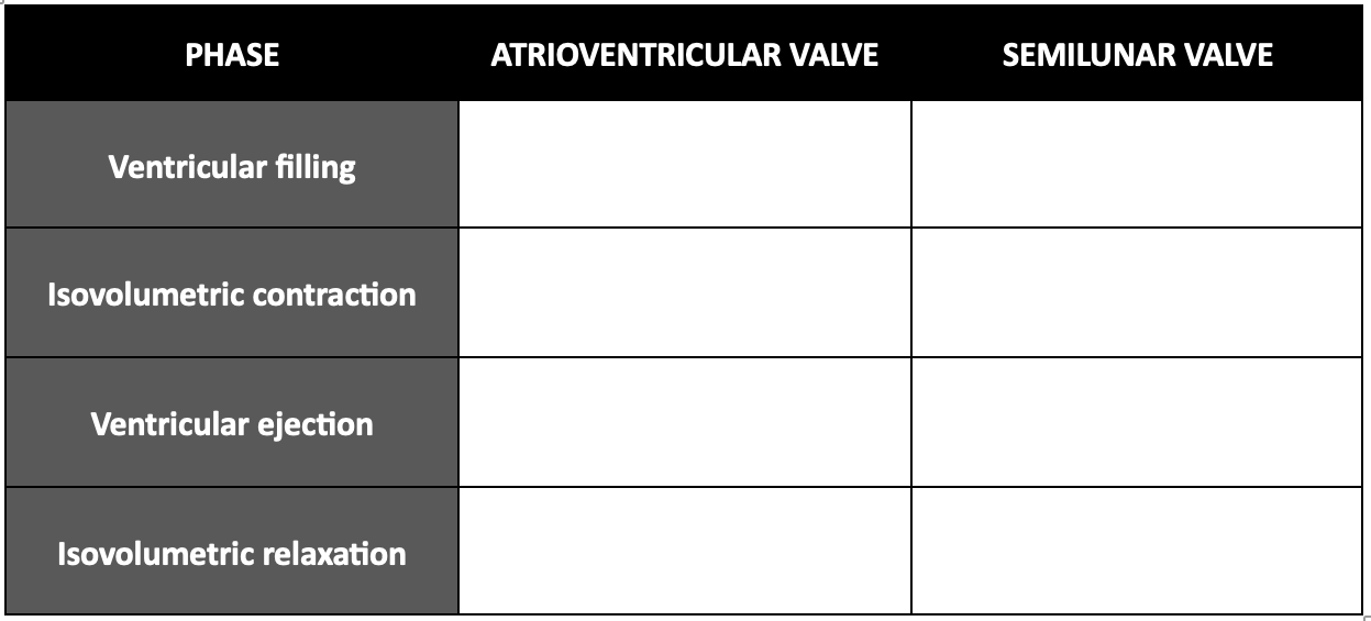 Solved During the four phases listed below, state whether | Chegg.com